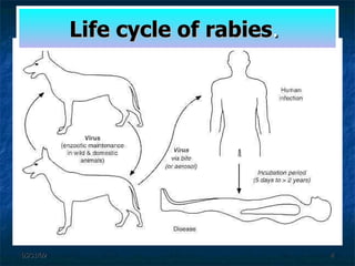 Rabies | PPT