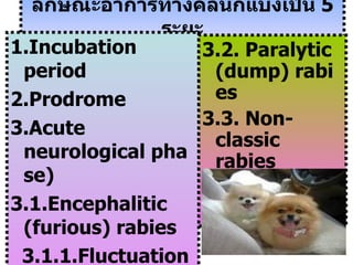 Rabies | PPT