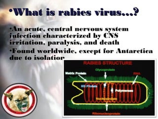 Rabies | PPT