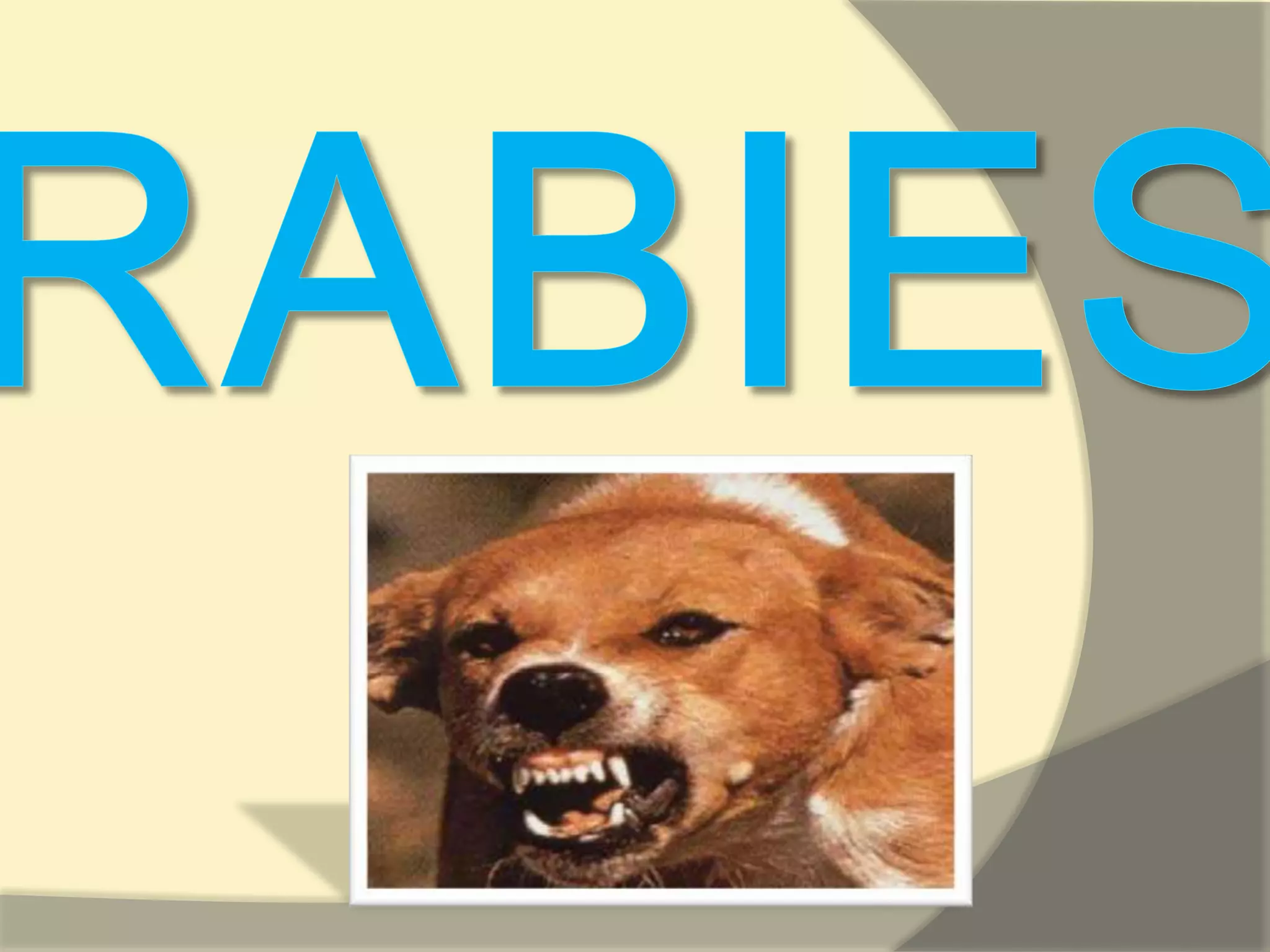 Rabies | PPTX
