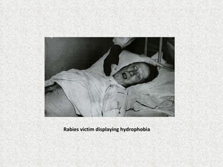 Rabies | PPT
