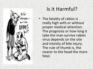 Rabies | PPT | Infectious Diseases | Diseases and Conditions