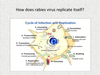 Rabies | PPT | Infectious Diseases | Diseases and Conditions