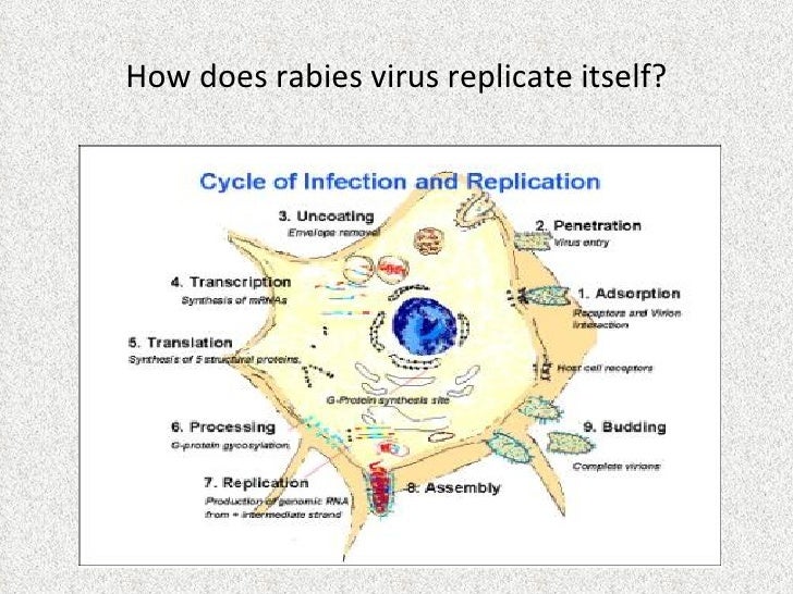 Rabies
