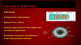 Rabies | PPTX