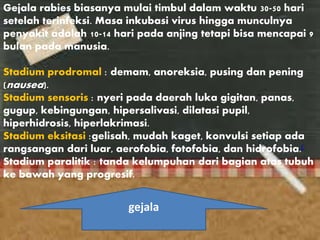 Rabies veteriner | PPTX