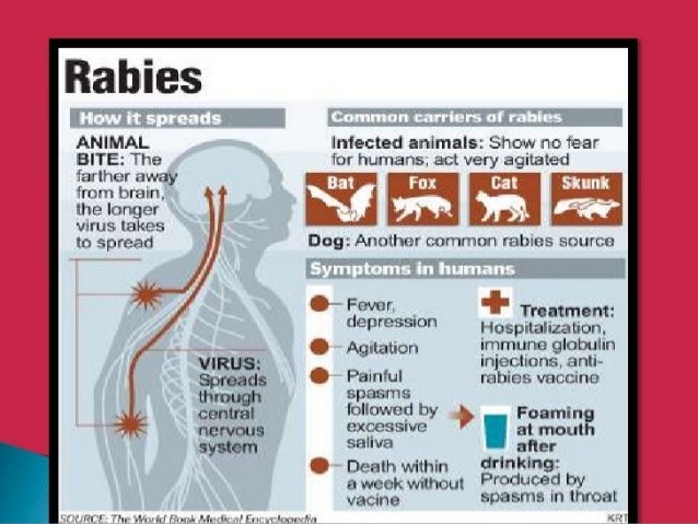 Rabies: Considerations to Nursing