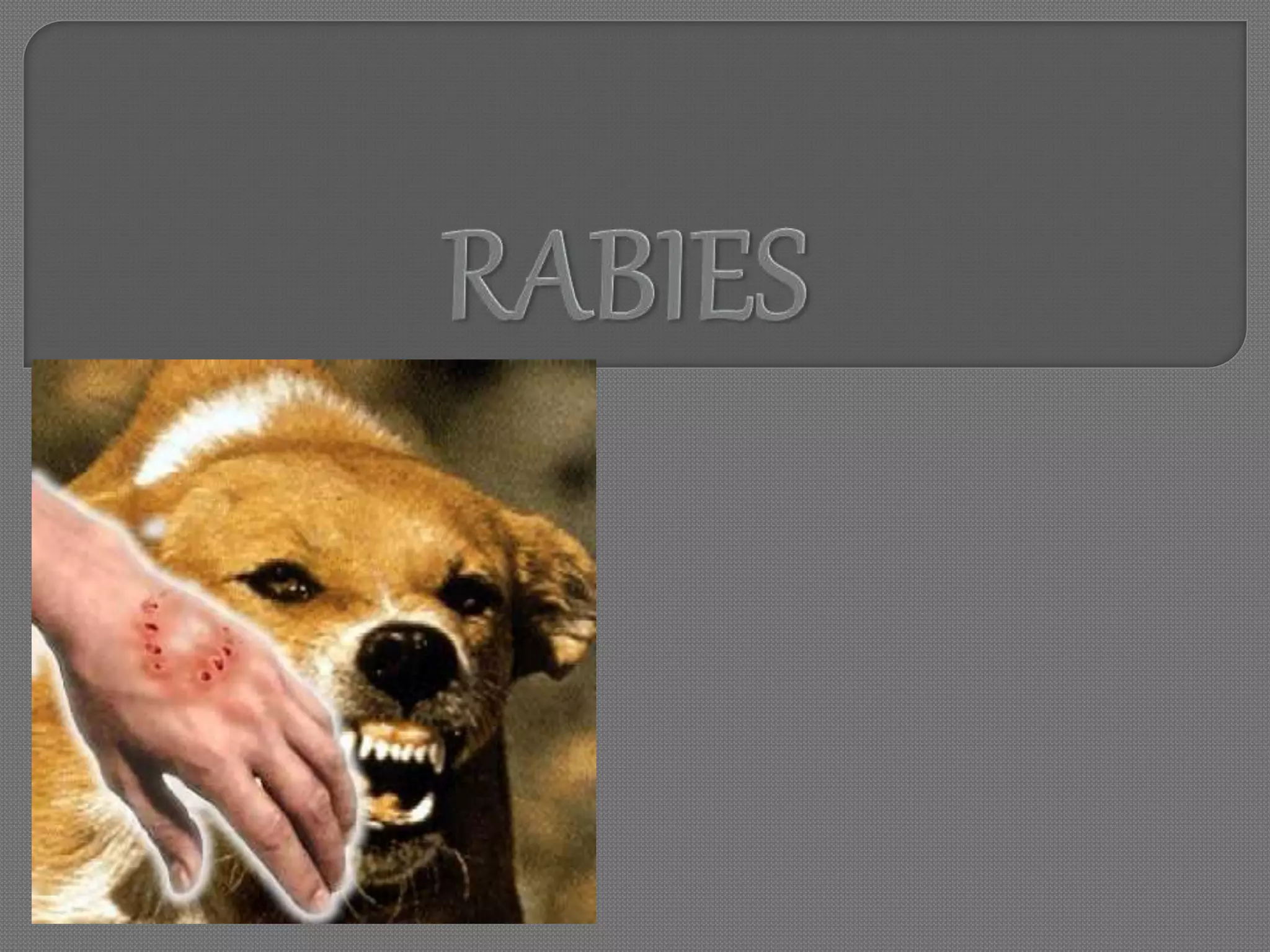 Rabies | PPTX