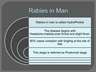 Rabies | PPTX