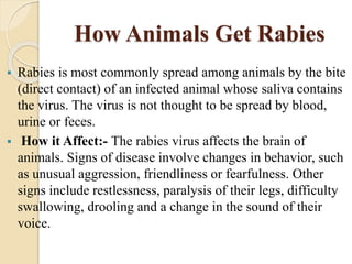 Rabies | PPTX