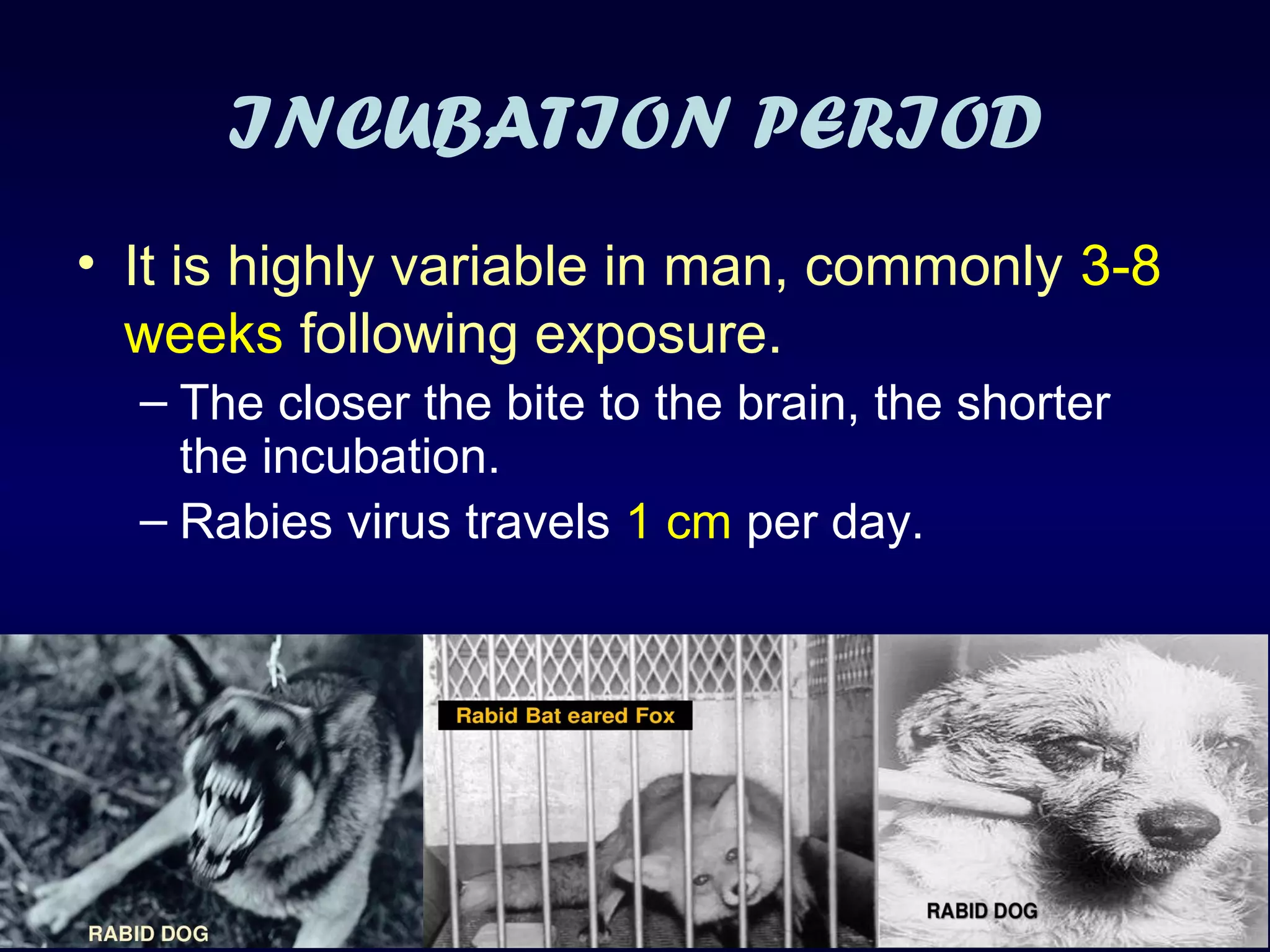Rabies | PPT