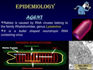 Rabies | PPT