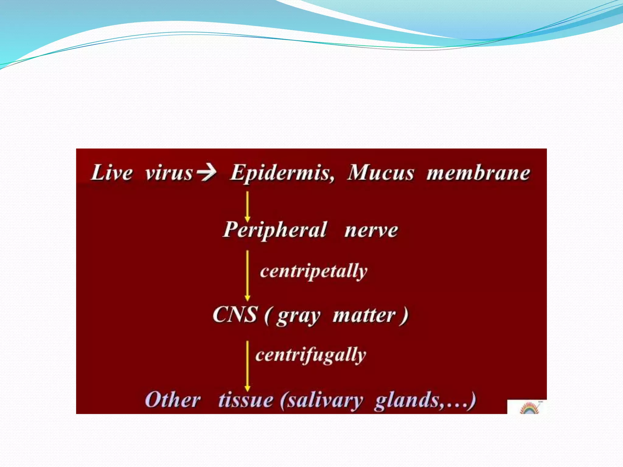 Rabies Powerpoint Presentation aerophobia, dog bite prophylaxis ...