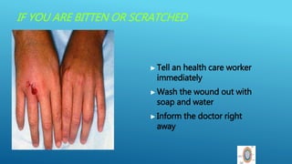 Rabies | PPT