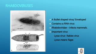 Rabies | PPT