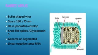 Rabies | PPT