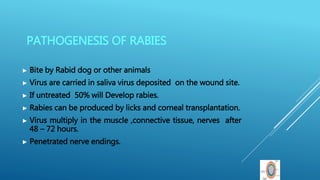 Rabies | PPTX