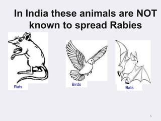 Rabies - a deadily viral non curable disease | PPT