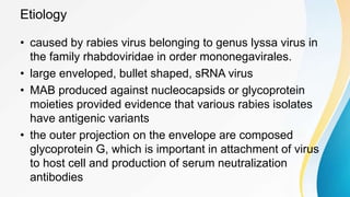 Rabies | PPTX