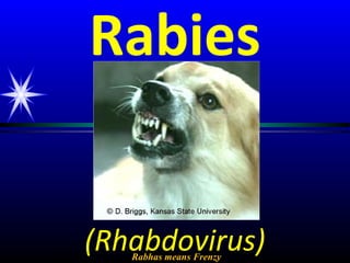 Rabies | PPT