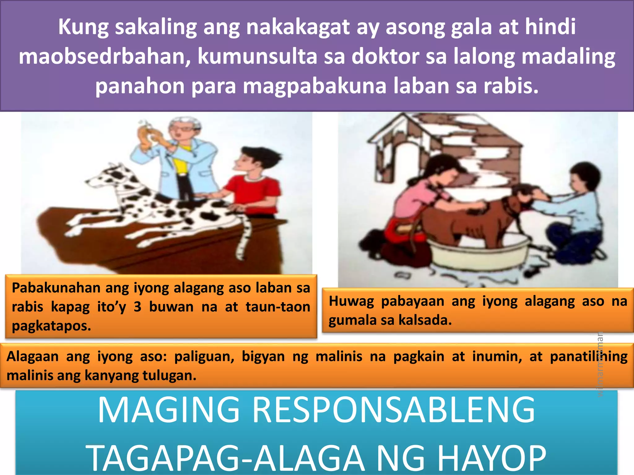 Responsible Pet Ownership | PPTX