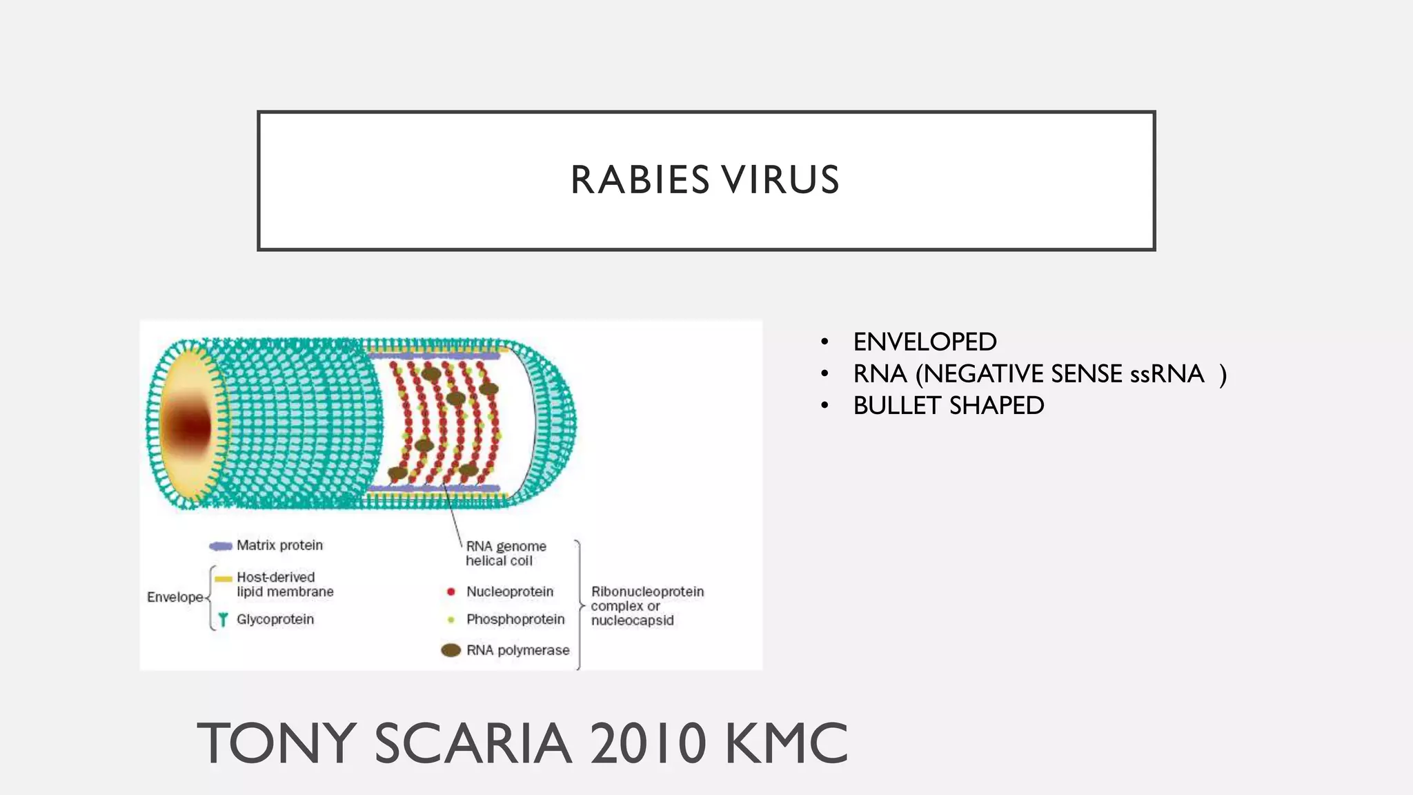 Rabies REVISION NOTES | PPT
