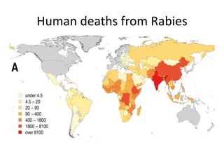 Rabies | PPTX