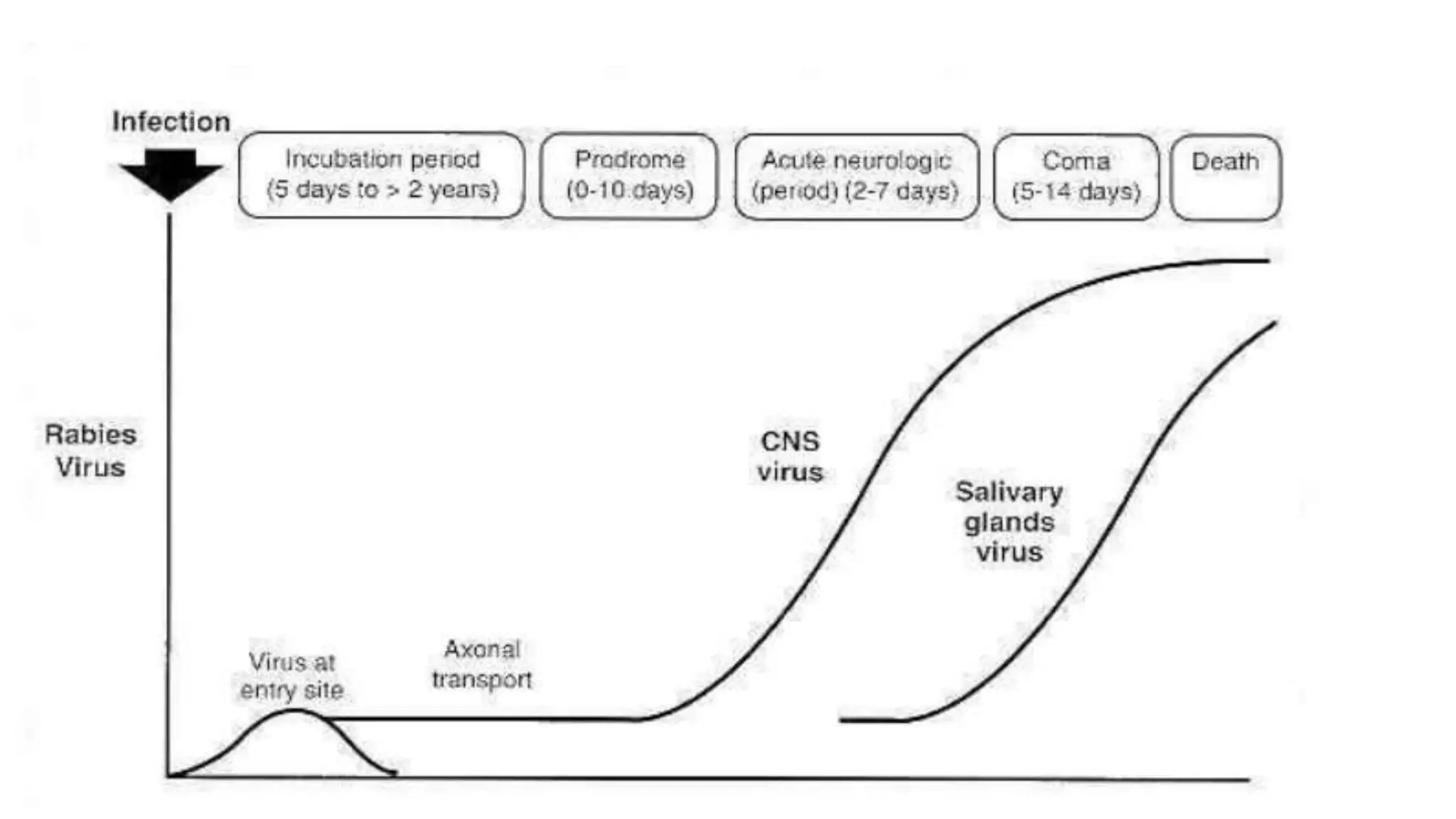 Rabies in HUMANS AND ANIMALS | PPTX