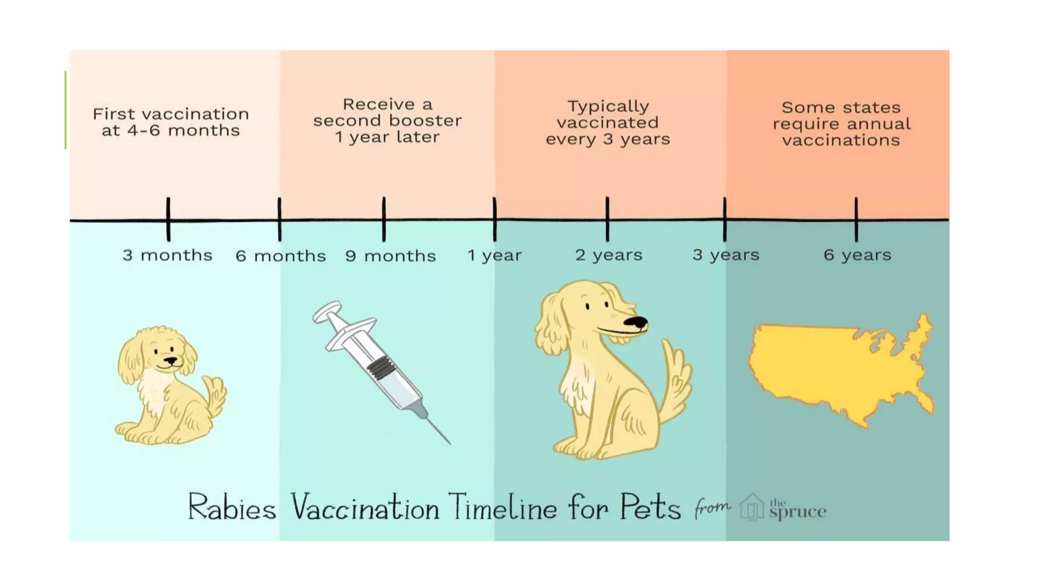 Rabies in HUMANS AND ANIMALS | PPTX
