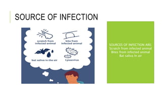 Rabies in HUMANS AND ANIMALS | PPTX