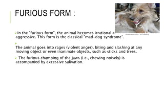 Rabies in HUMANS AND ANIMALS | PPTX