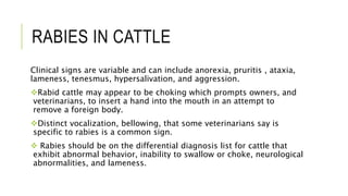 Rabies in HUMANS AND ANIMALS | PPTX