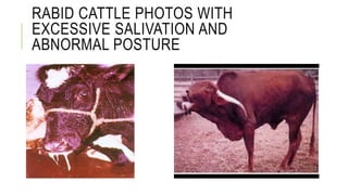 Rabies in HUMANS AND ANIMALS | PPTX