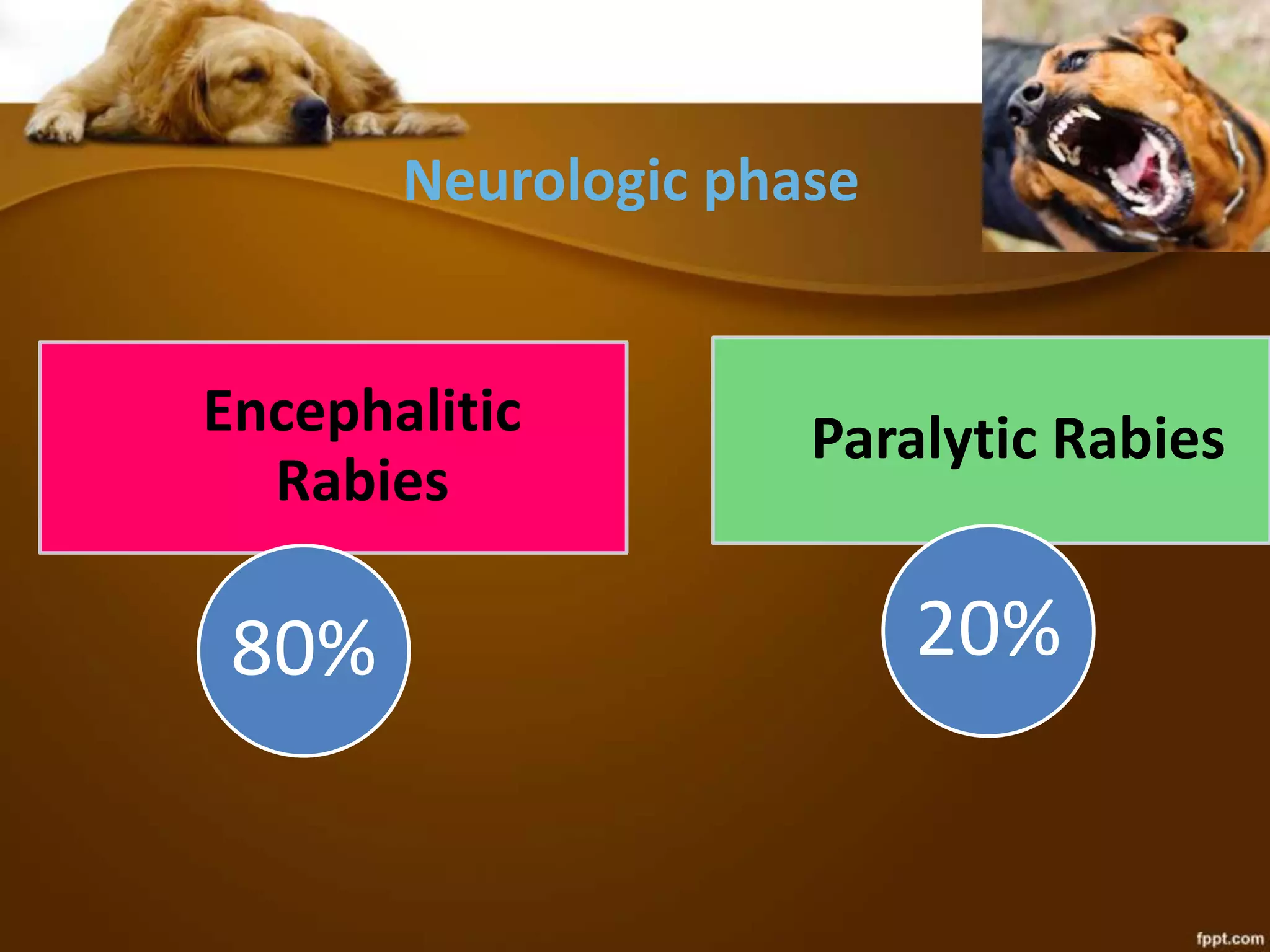 Rabies by Dr. Rakesh Prasad Sah | PPTX
