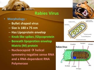 Rabies by Dr. Rakesh Prasad Sah | PPT
