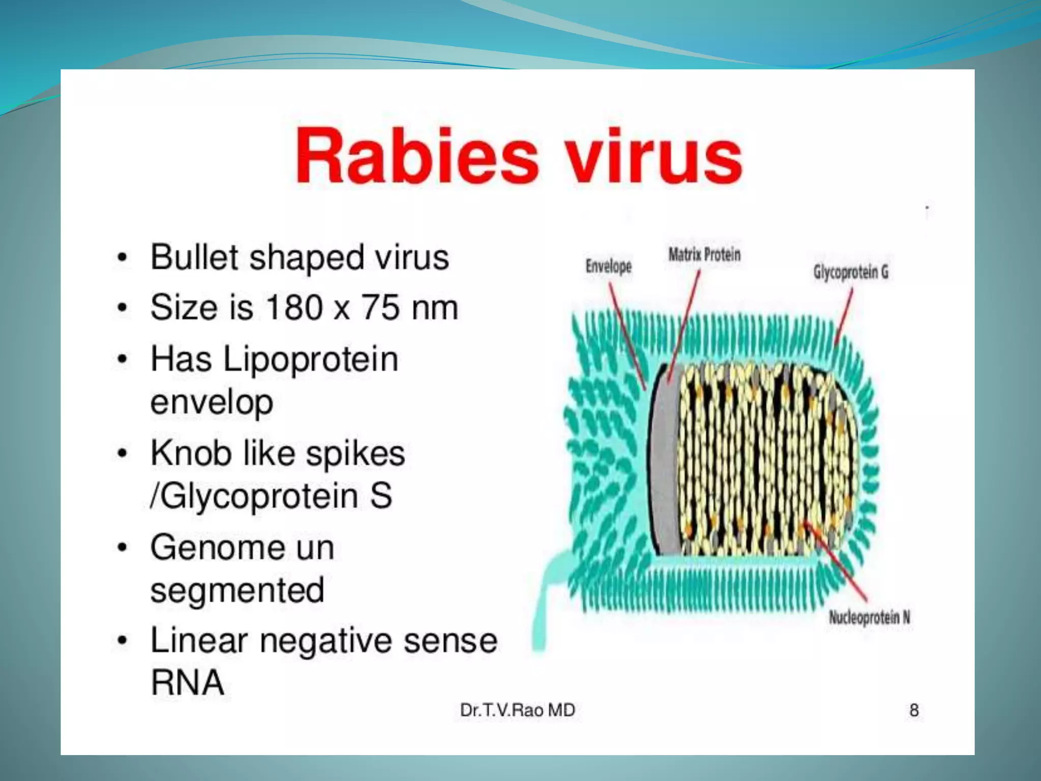Rabies virus | PPTX