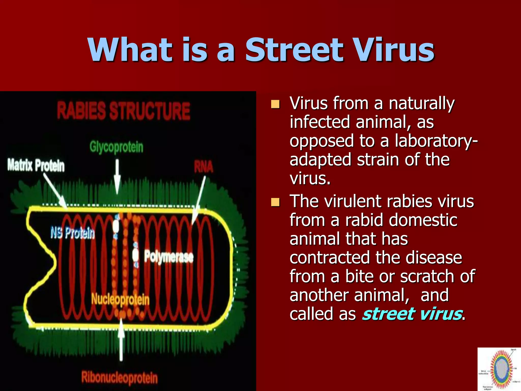RABIES (RHABDOVIRUS) | PPT