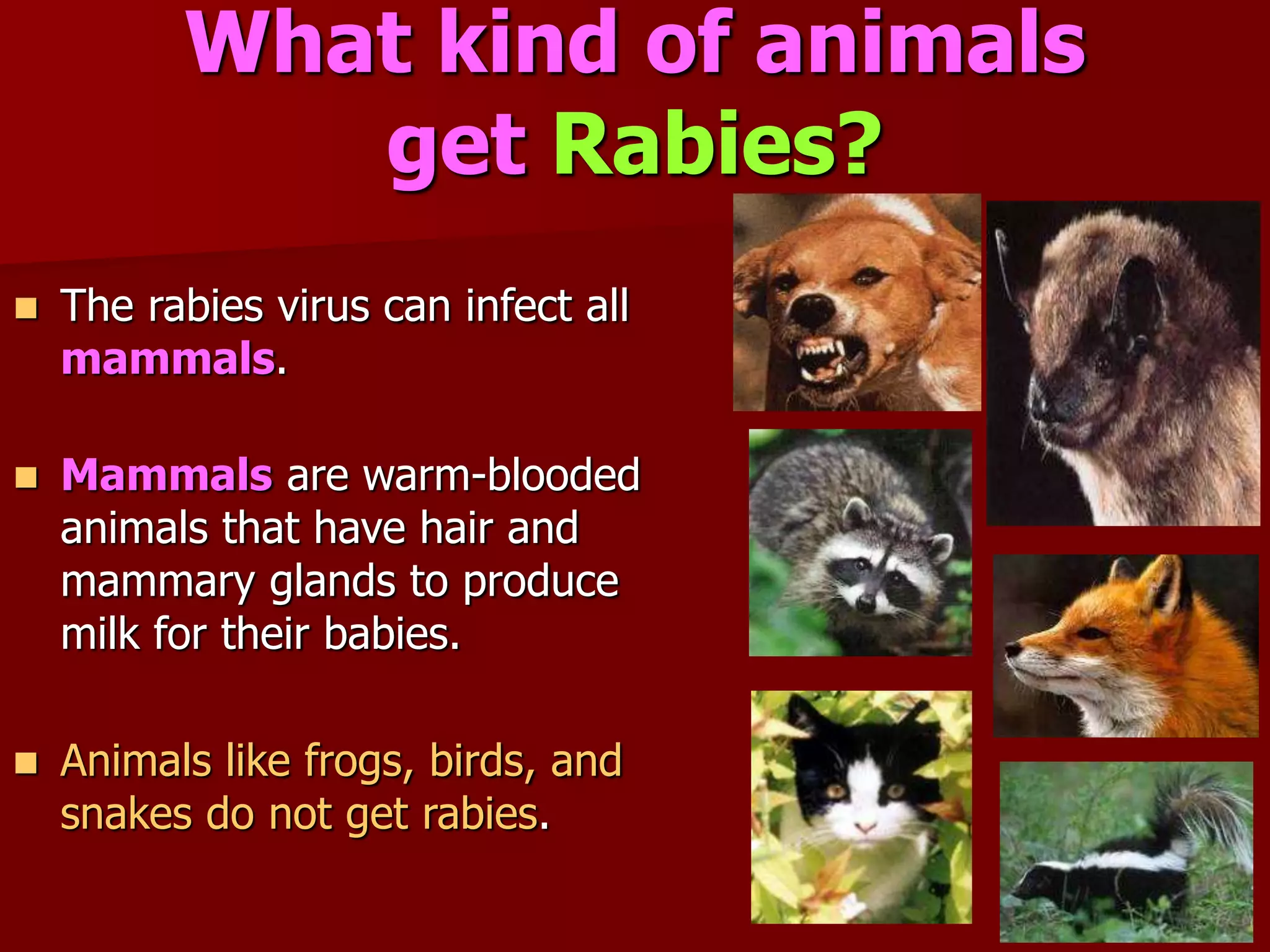 RABIES (RHABDOVIRUS) | PPT