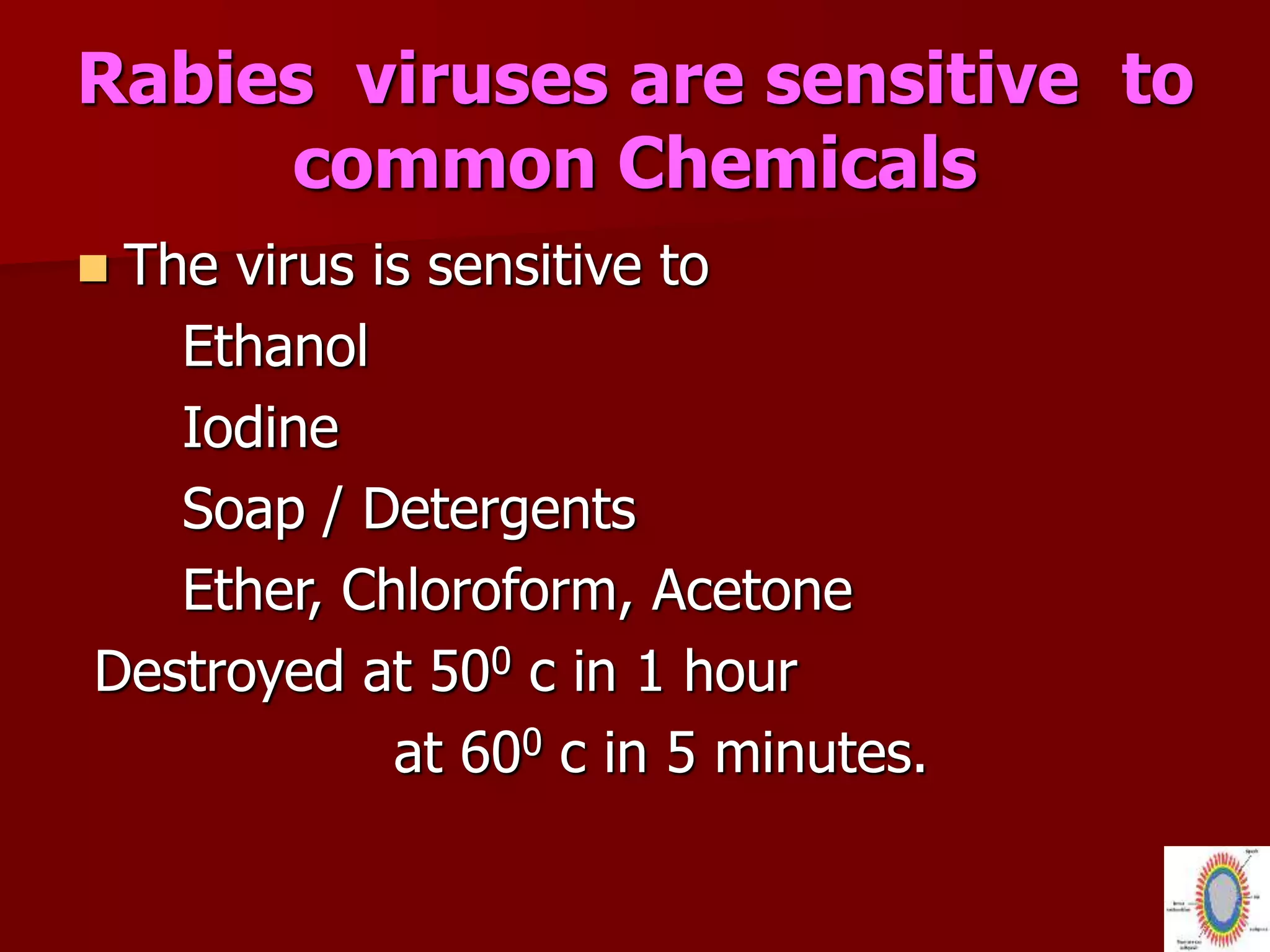 RABIES (RHABDOVIRUS) | PPT