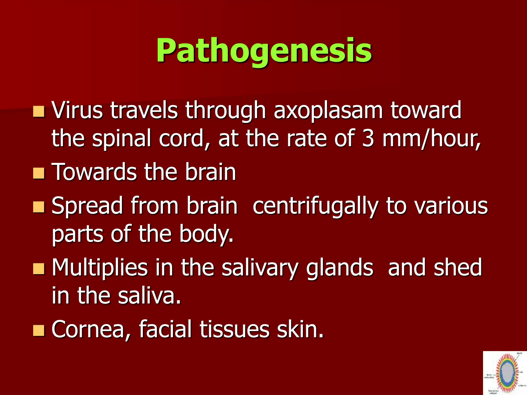 RABIES (RHABDOVIRUS) | PPT