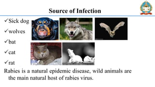 Rabies | PDF