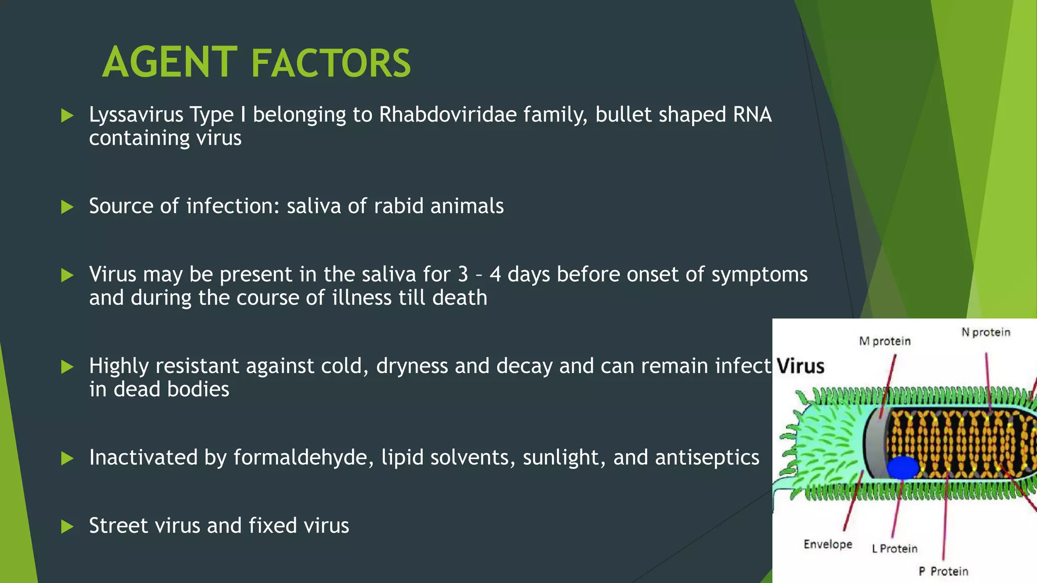 Rabies | PPTX