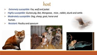 Rabies | PPTX | Infectious Diseases | Diseases and Conditions