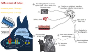 Rabies | PPTX
