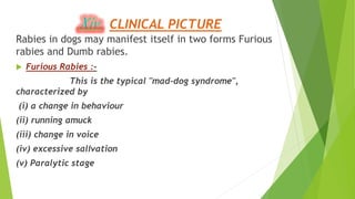 Rabies | PPTX