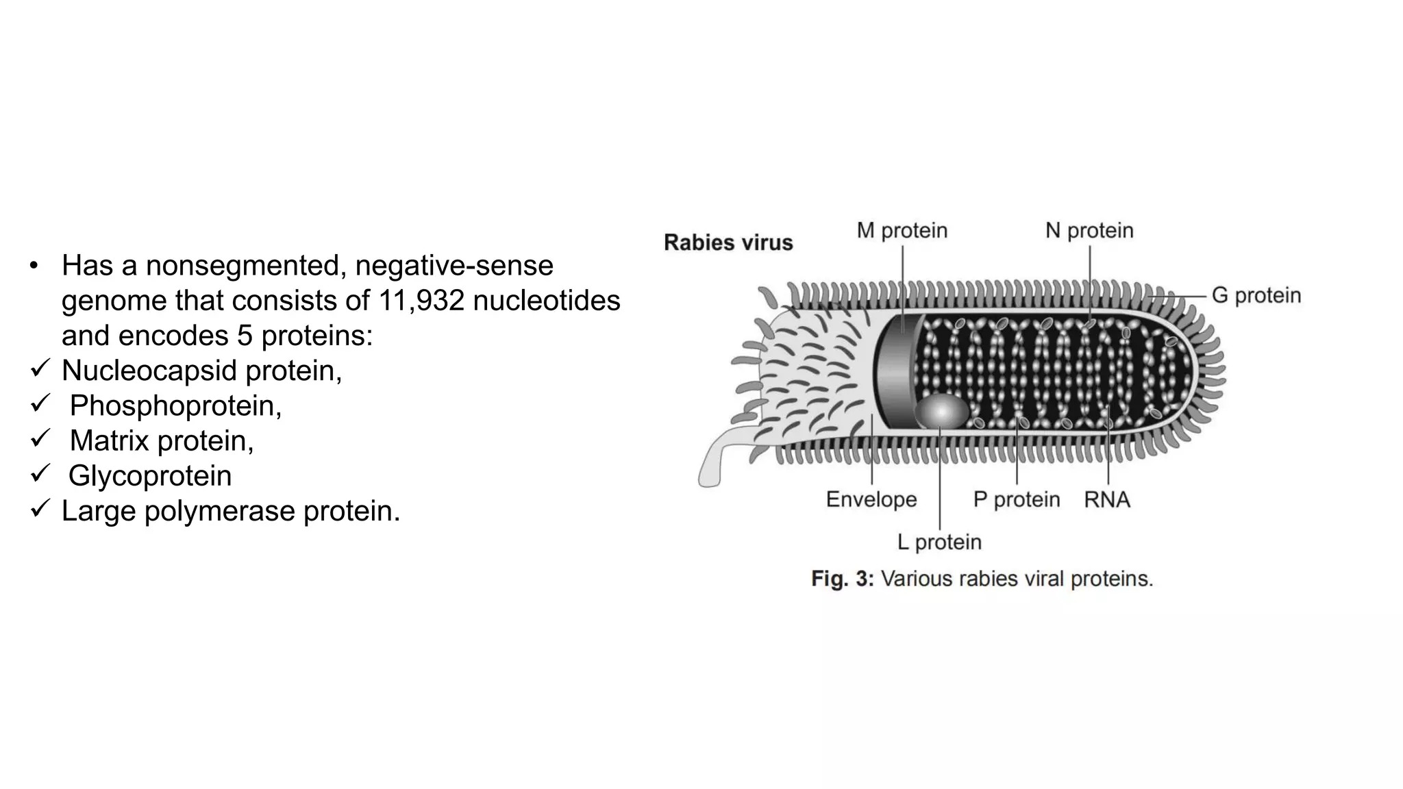 Rabies in Children | PPTX