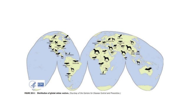 Rabies in Children | PPTX | Brain and Nervous System Disorders ...