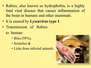 Human With Rabies Symptoms