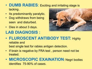 Dogs With Rabies Symptoms