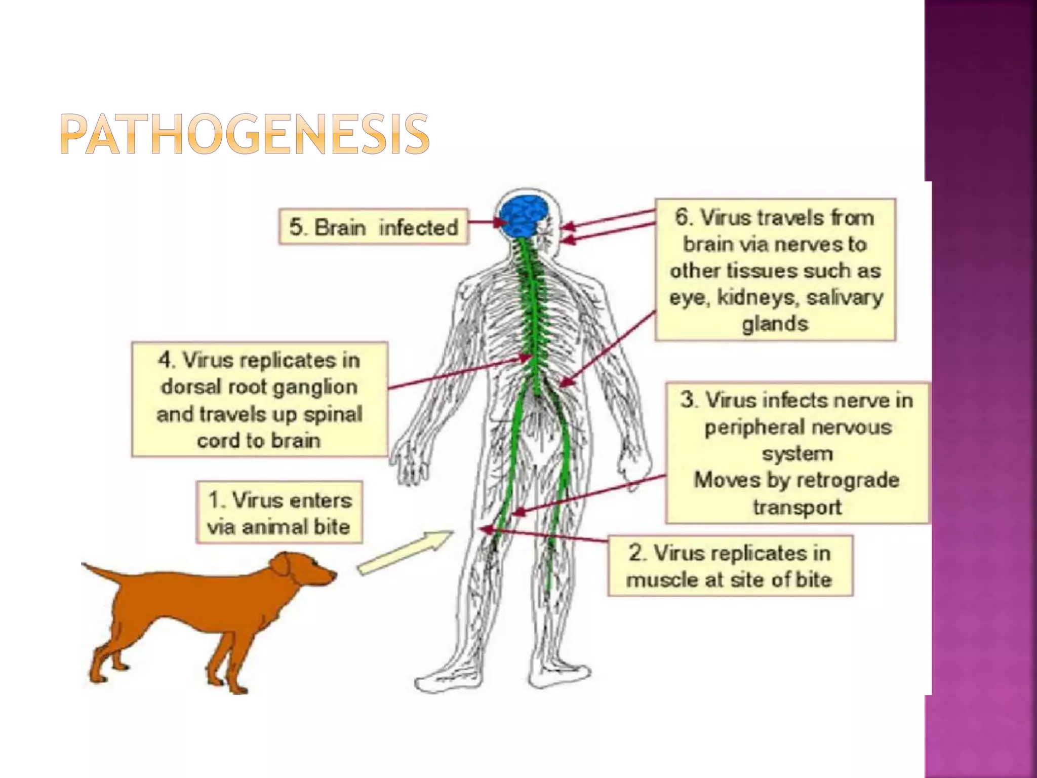 Rabies ,microbiology | PPTX
